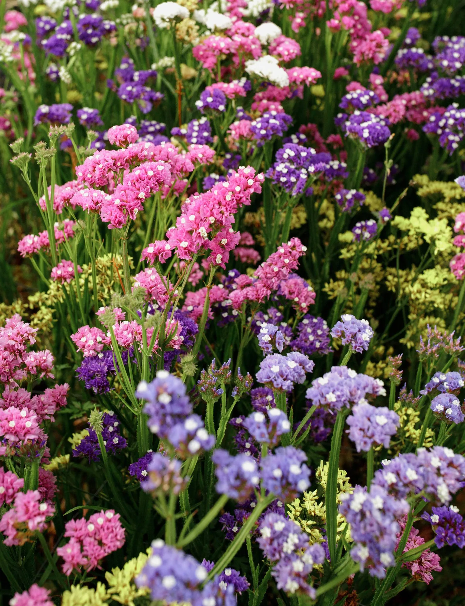 Lisa Bindon: Sustainable flower farmer on the Matakana Coast