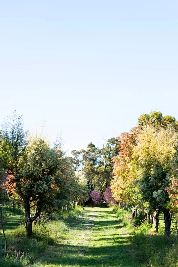 An award-winning wondrous Australian wildflower farm