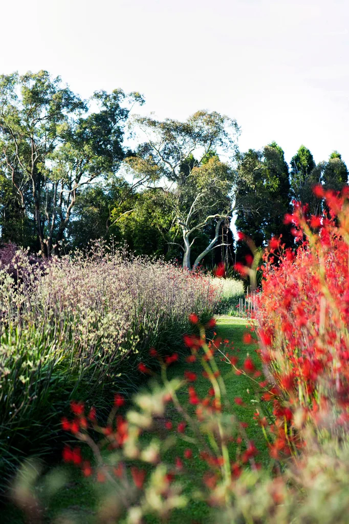 An award-winning wondrous Australian wildflower farm