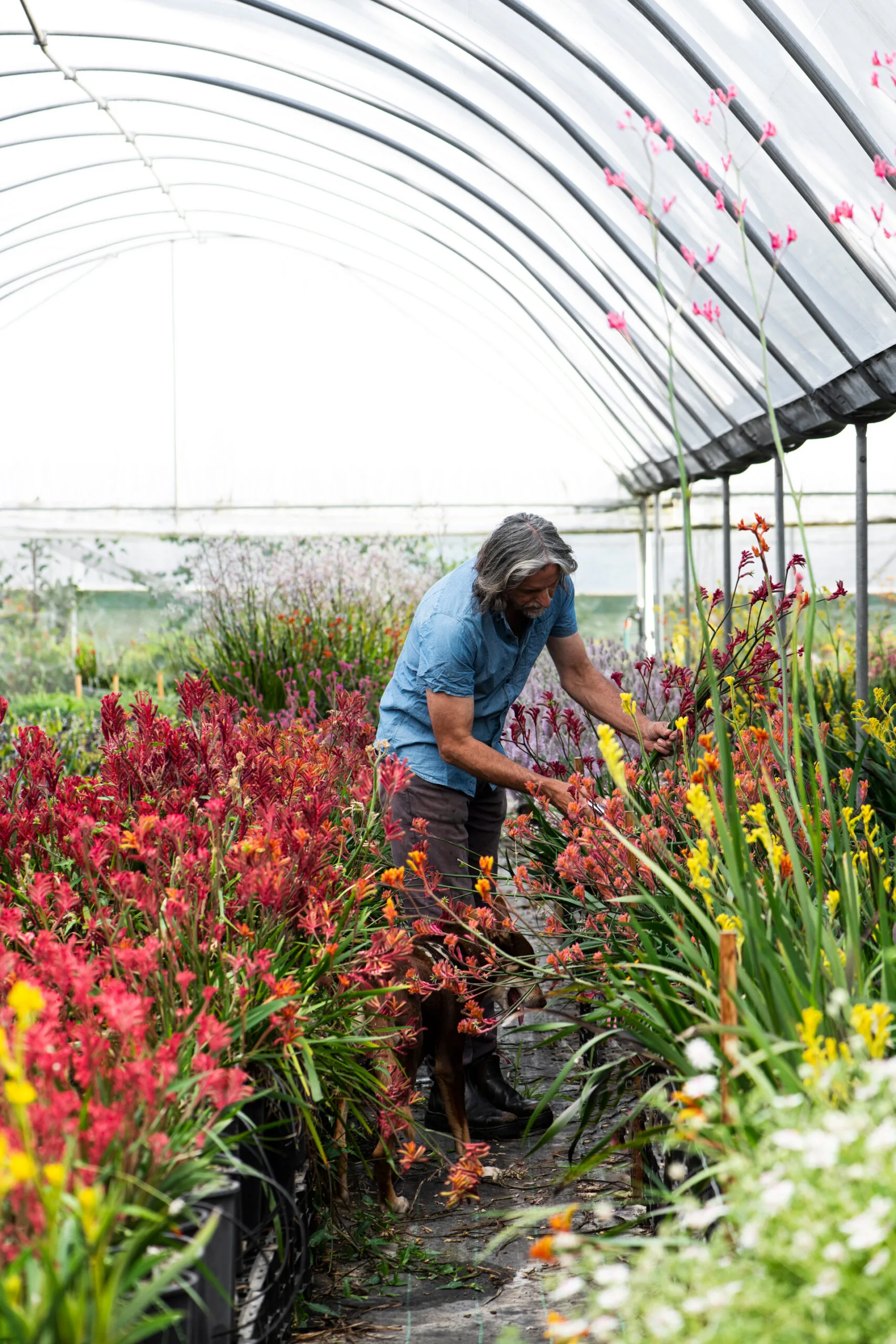 An award-winning wondrous Australian wildflower farm