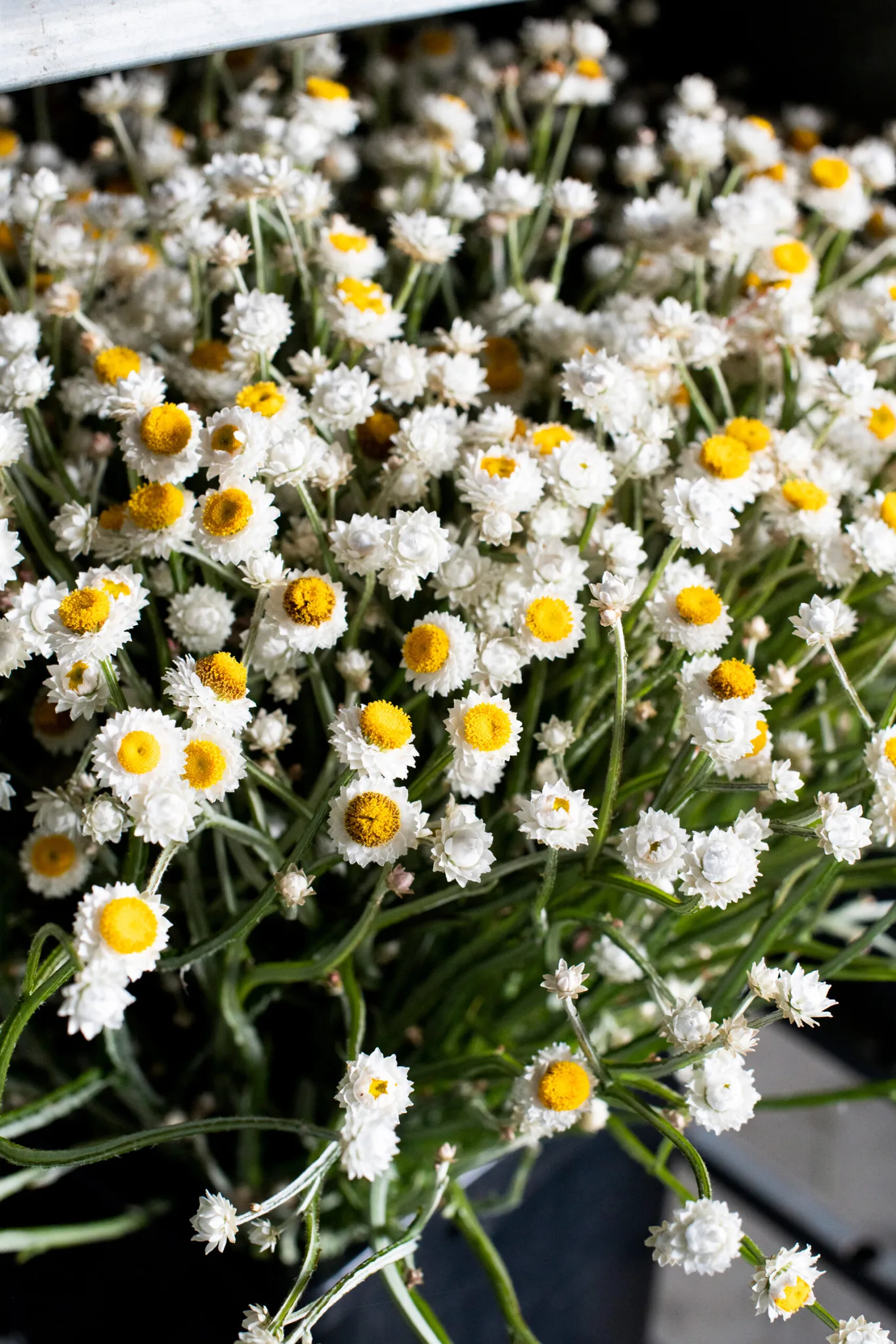 Green and white garden design tips, plants, and flowers