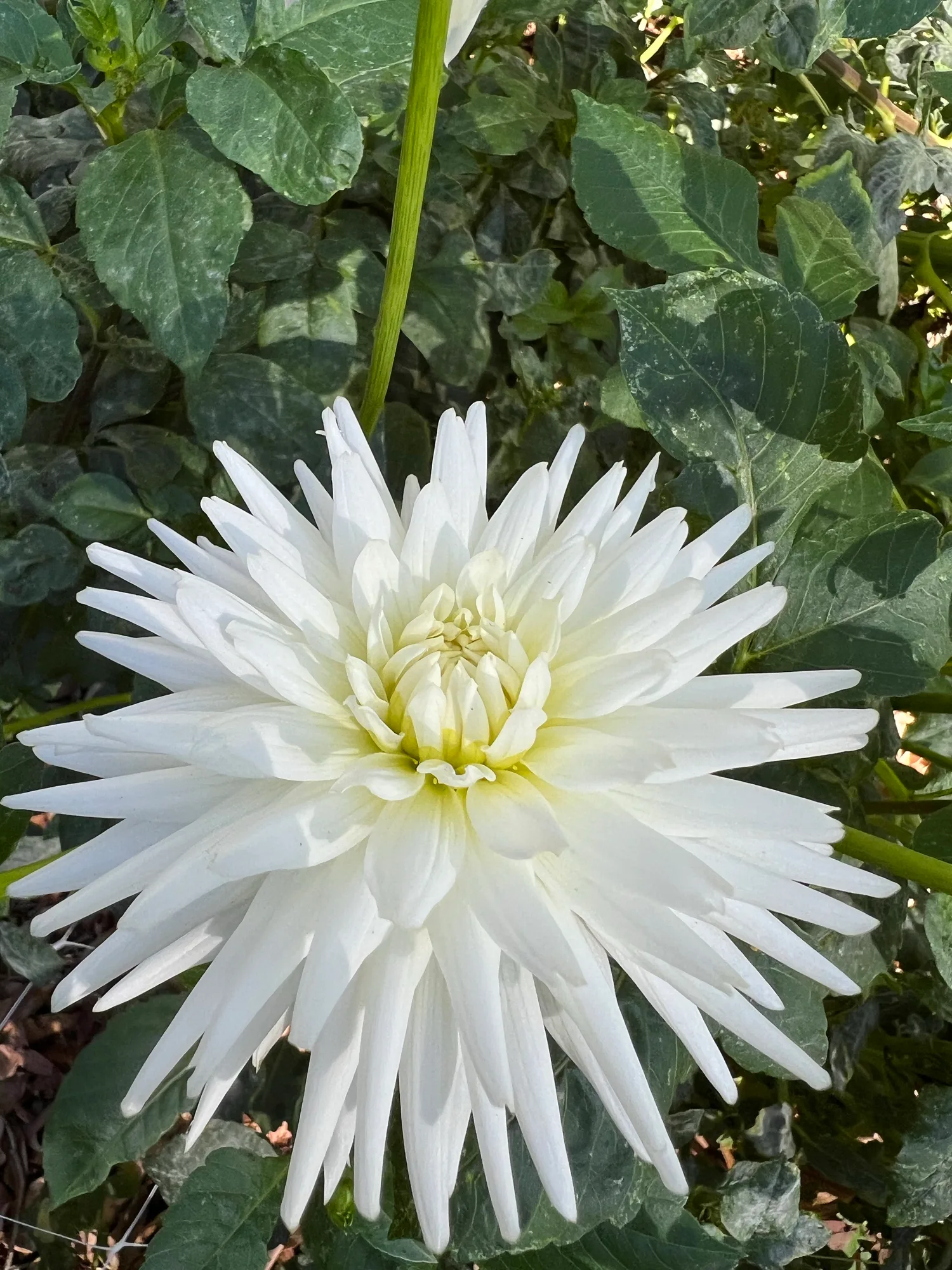 The secret to growing exquisite dahlias | Home Beautiful