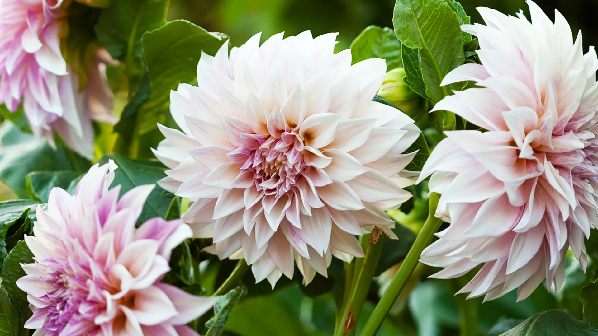The secret to growing exquisite dahlias | Home Beautiful
