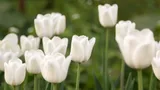 Grow tulips to bring effortless style into your home
