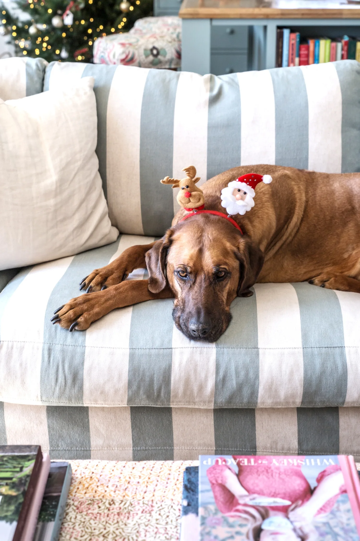 Lakeside New Zealand home hosts a Christmas gathering