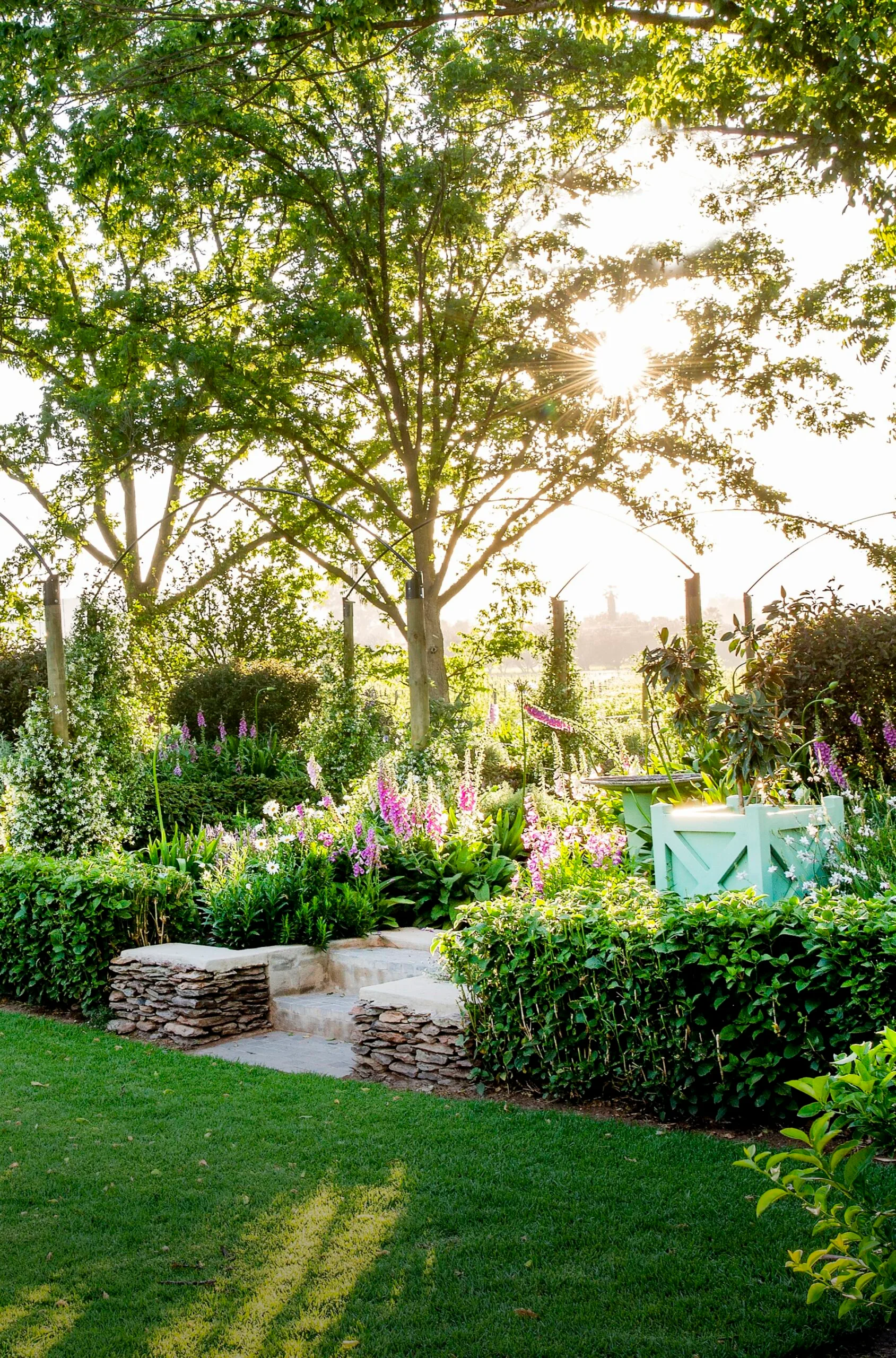 South African Country Garden Among Vineyards
