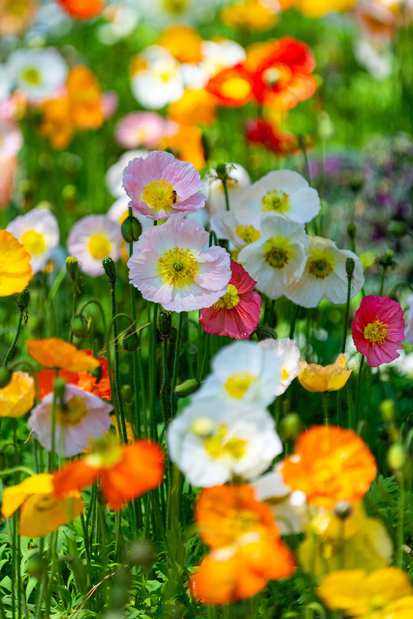Growing Poppies: A Guide to Growing Symbolic Blooms