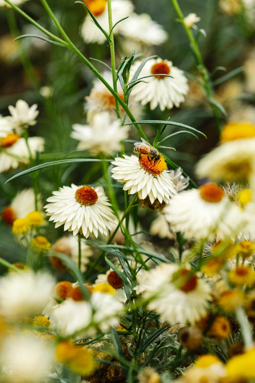 Australian native plants are the secret to this sustainable garden ...