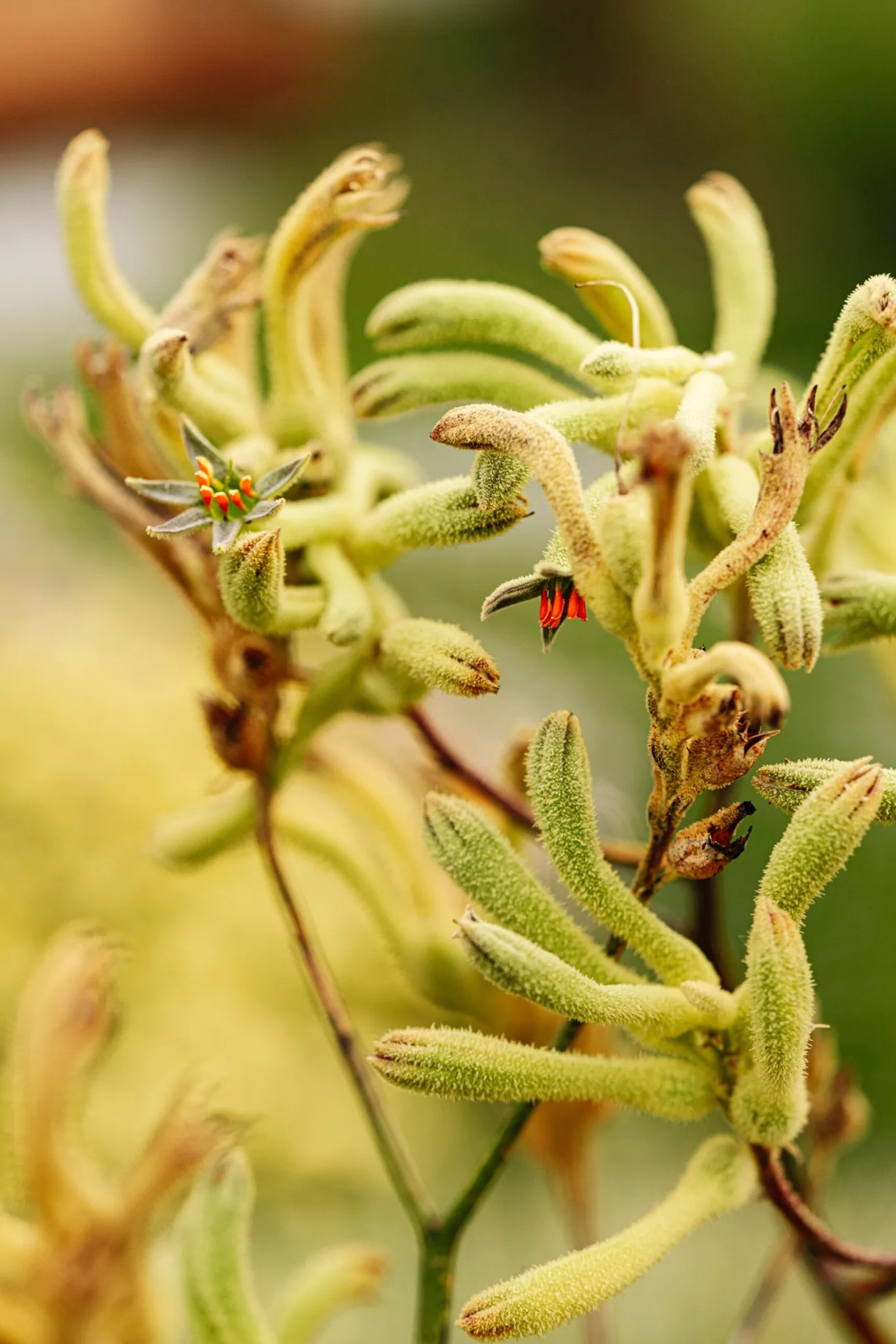 Australian native plants are the secret to this sustainable garden ...