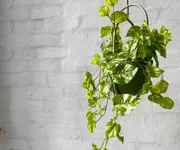 The Best Fake Plants That Look Real 2024