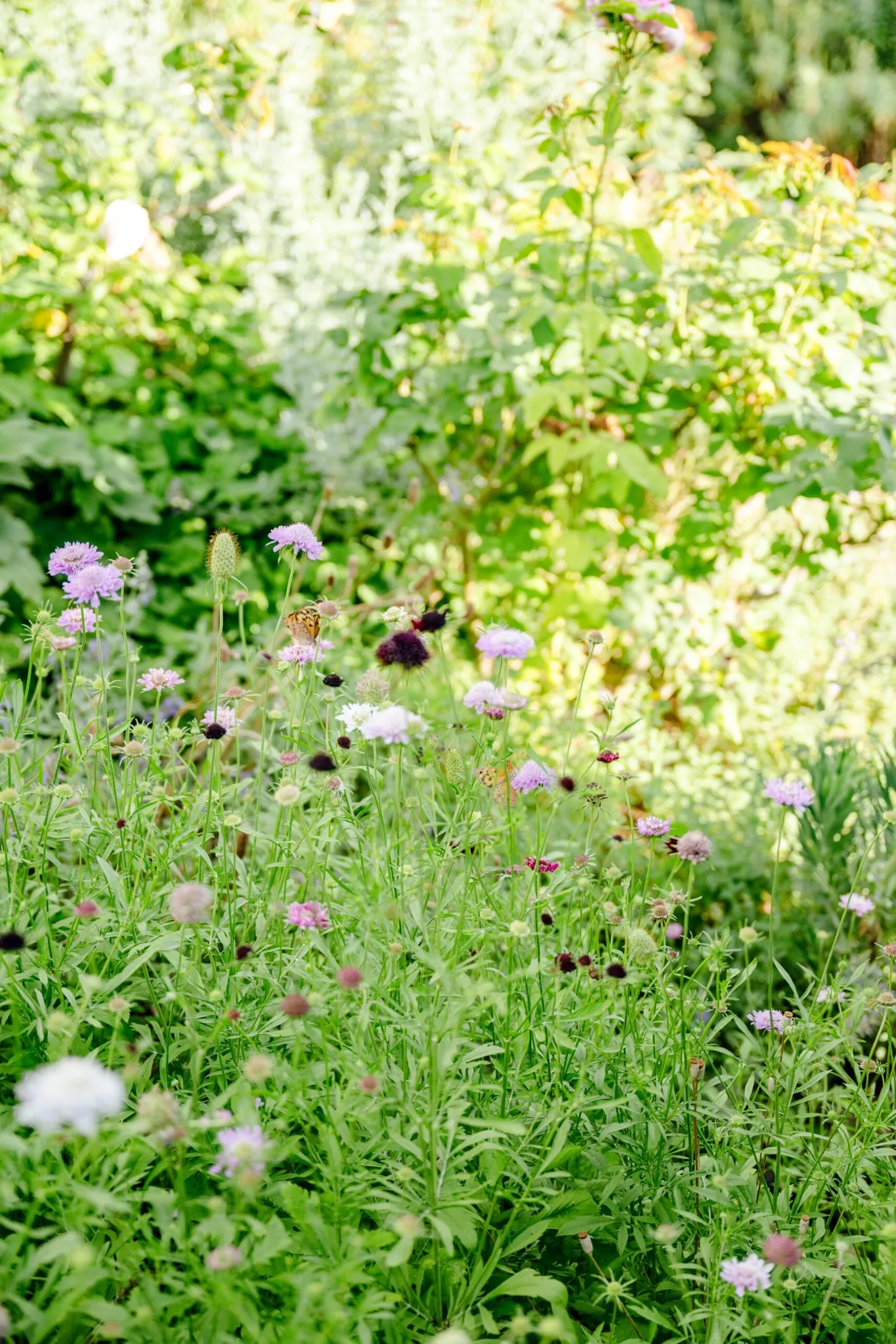 An English-style cottage garden in rural Australia | Home Beautiful