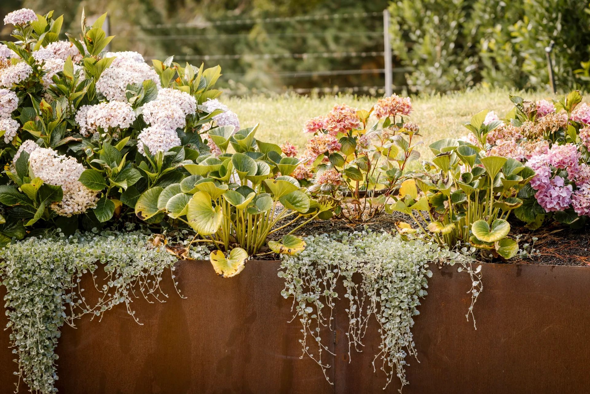 Easy guide to growing stunning hydrangeas Australia| Home Beautiful