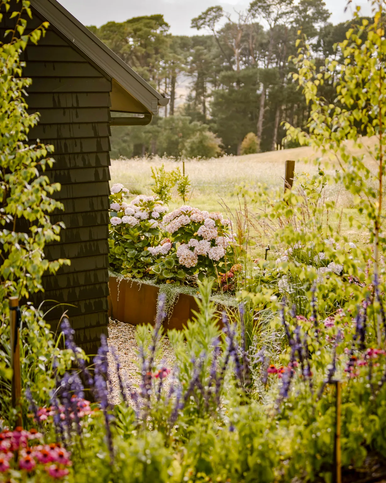 Easy guide to growing stunning hydrangeas Australia| Home Beautiful