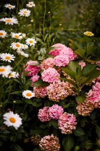 Easy guide to growing stunning hydrangeas Australia| Home Beautiful