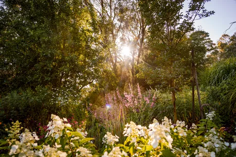 Easy guide to growing stunning hydrangeas Australia| Home Beautiful
