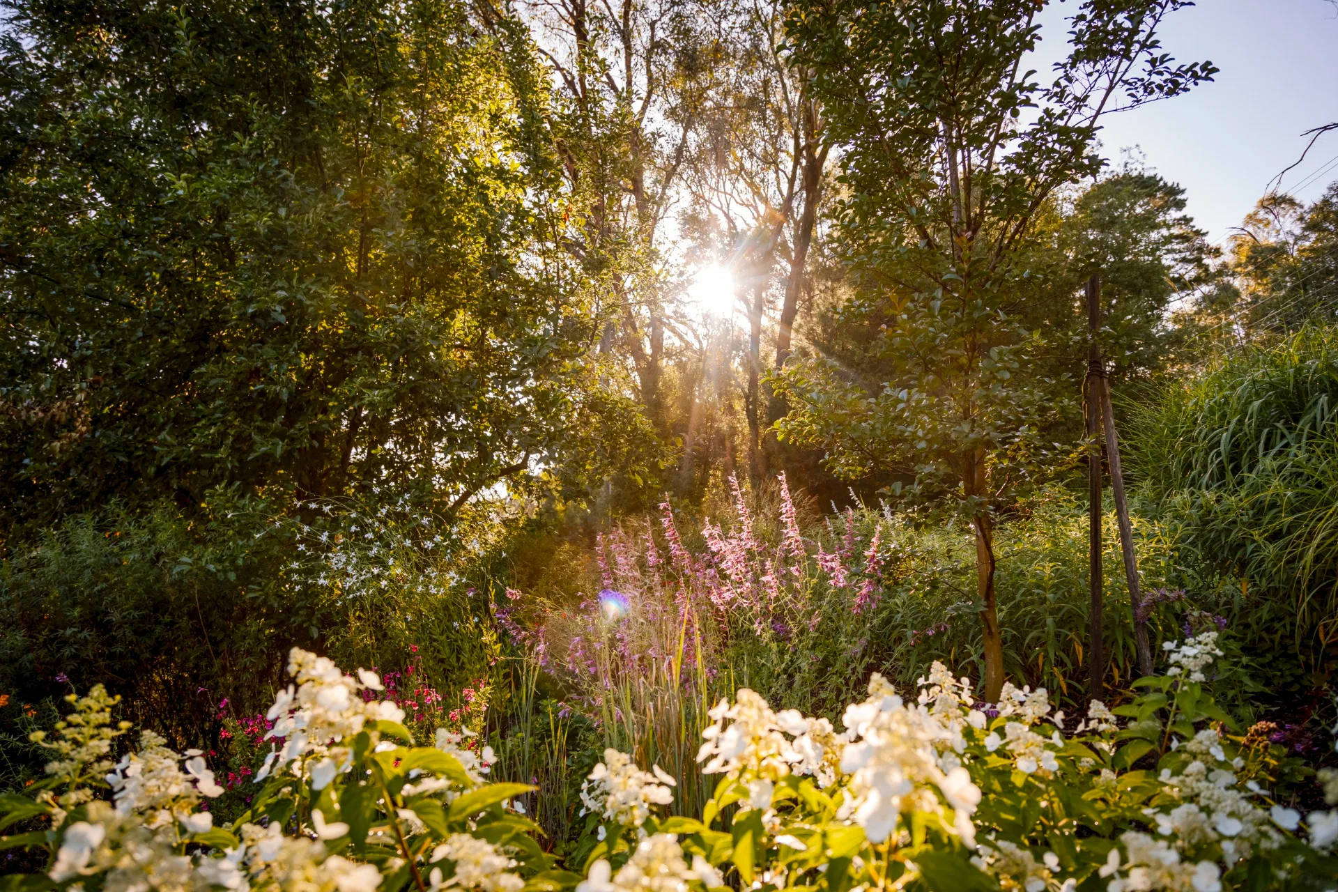 Easy guide to growing stunning hydrangeas Australia| Home Beautiful
