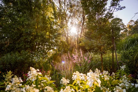 Easy guide to growing stunning hydrangeas Australia| Home Beautiful