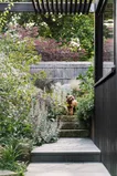 A lush native garden in East Melbourne that feels like a wild bushland ...