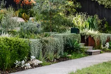 A lush native garden in East Melbourne that feels like a wild bushland ...