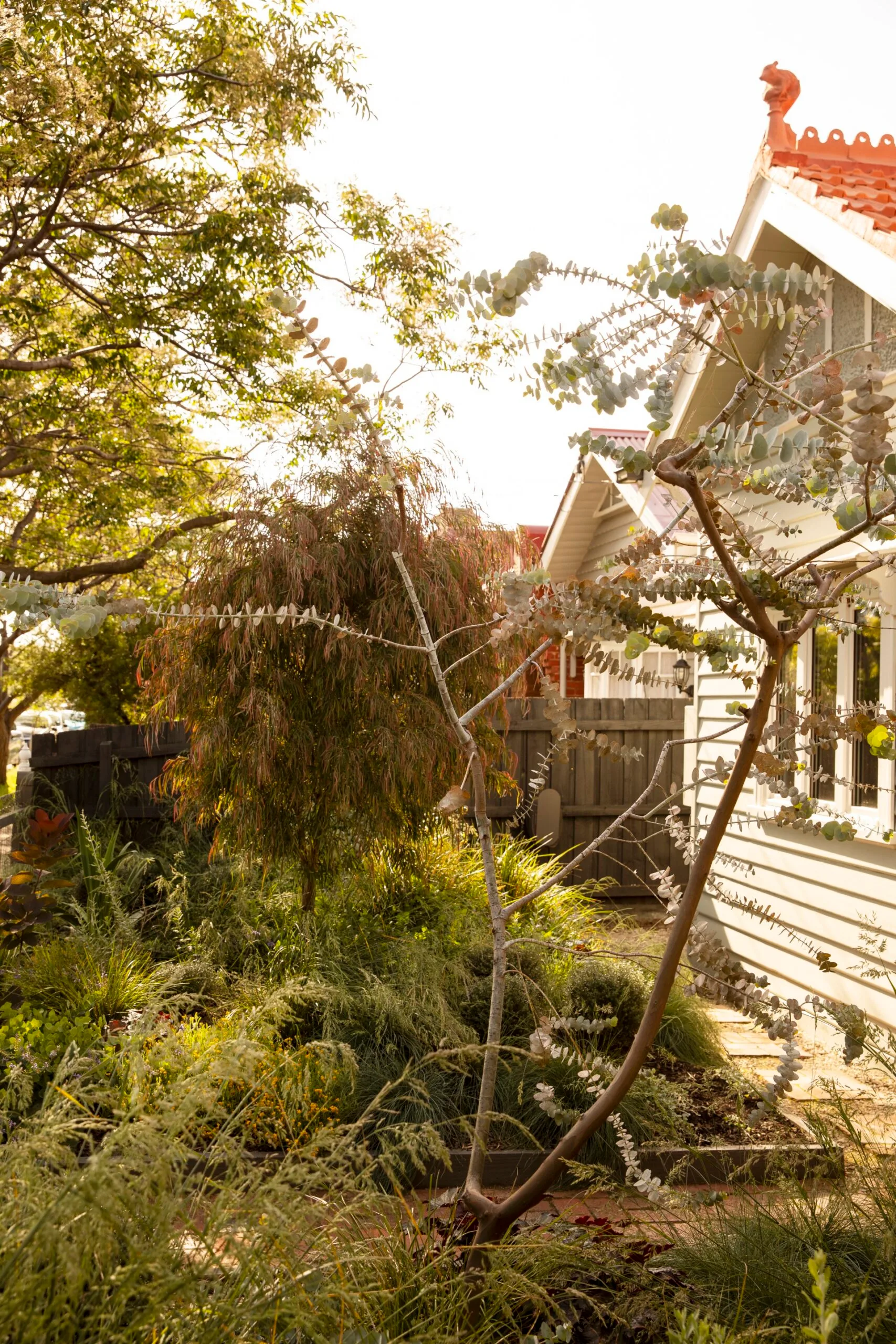 How to grow a wild, whimsical cottage garden in a small city block ...
