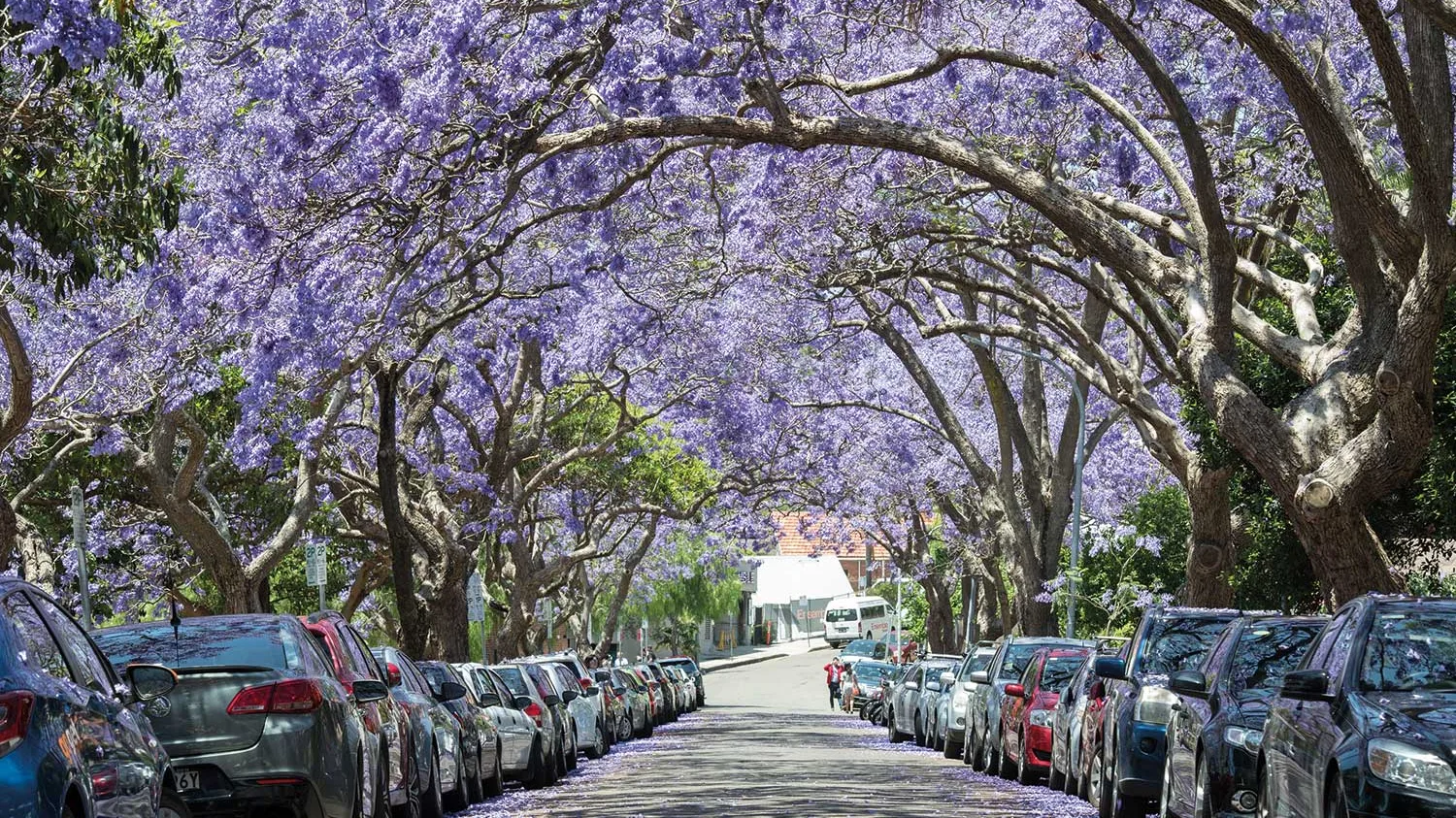 Where to See Jacaranda Trees Blooming in Australia