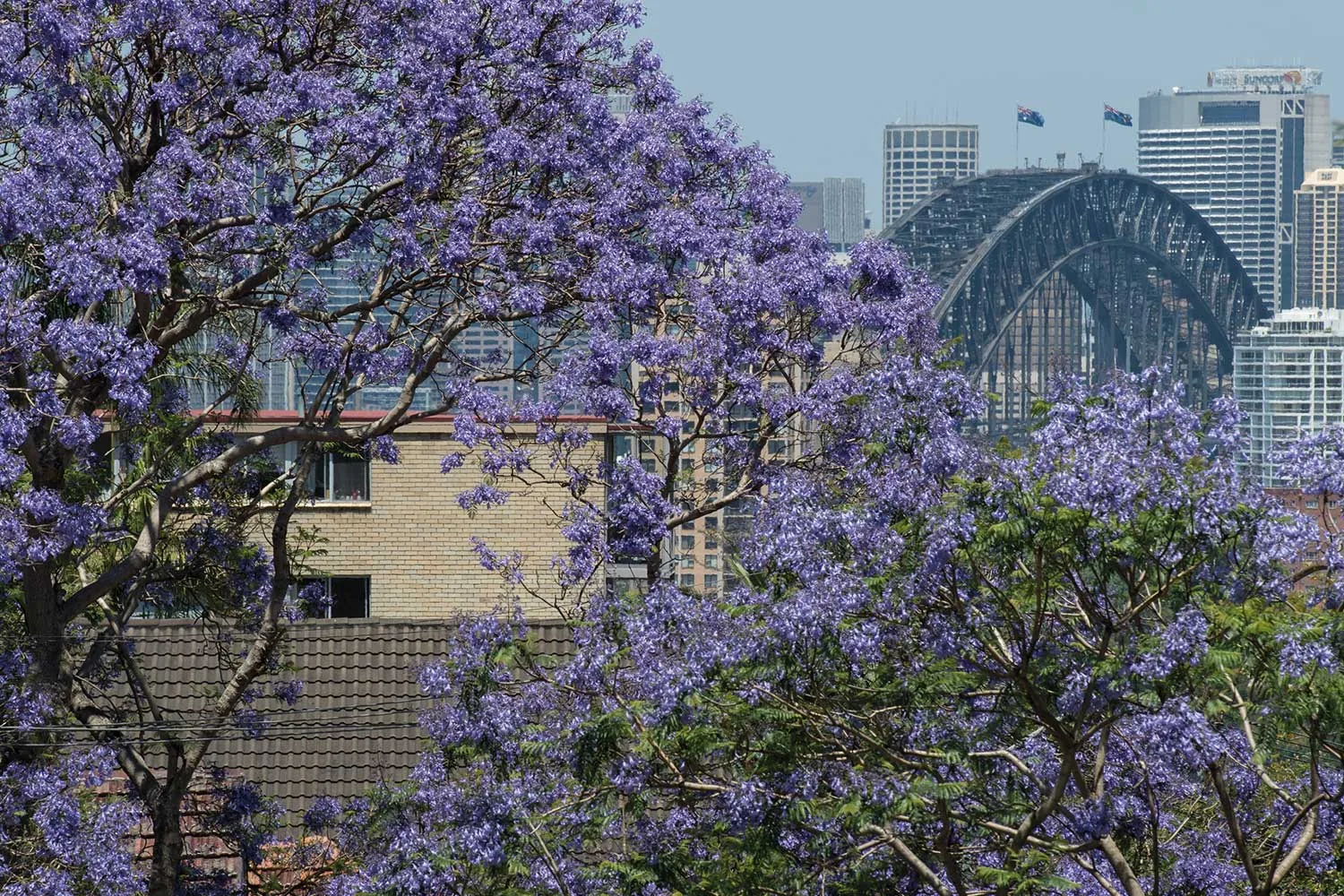 Where to See Jacaranda Trees Blooming in Australia
