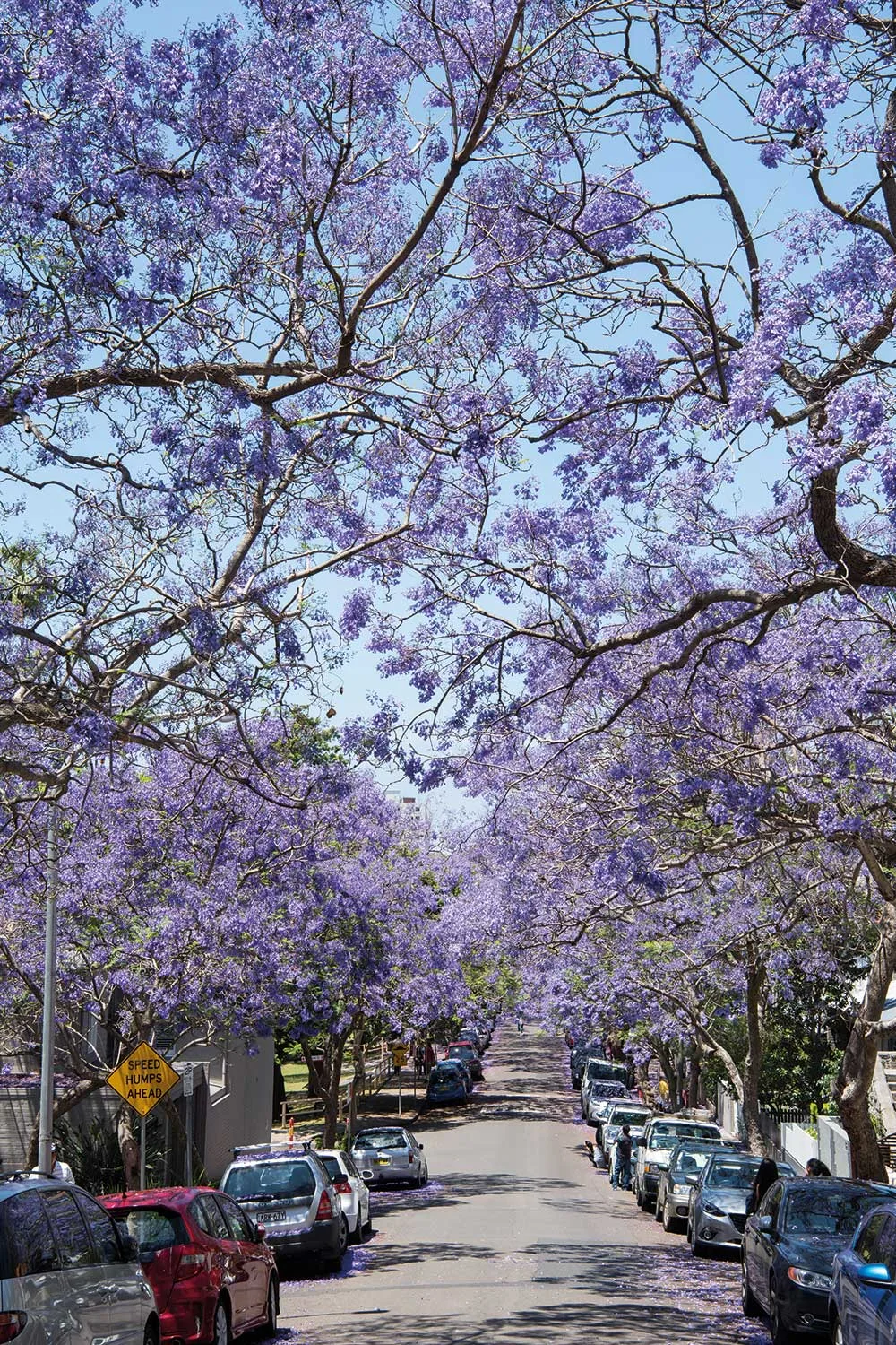 Where to See Jacaranda Trees Blooming in Australia