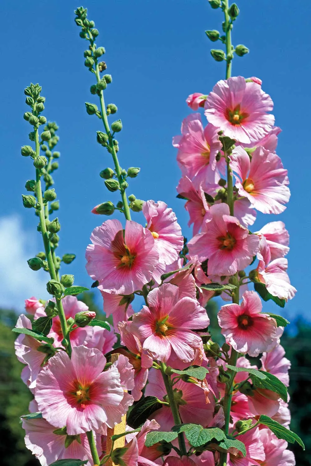 7 old-fashioned flowering plants you need in your garden