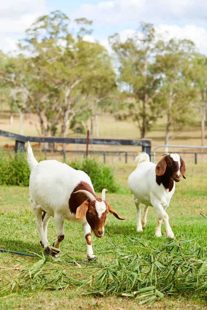 EP 2: Make creamy and delicious goat's curd at home