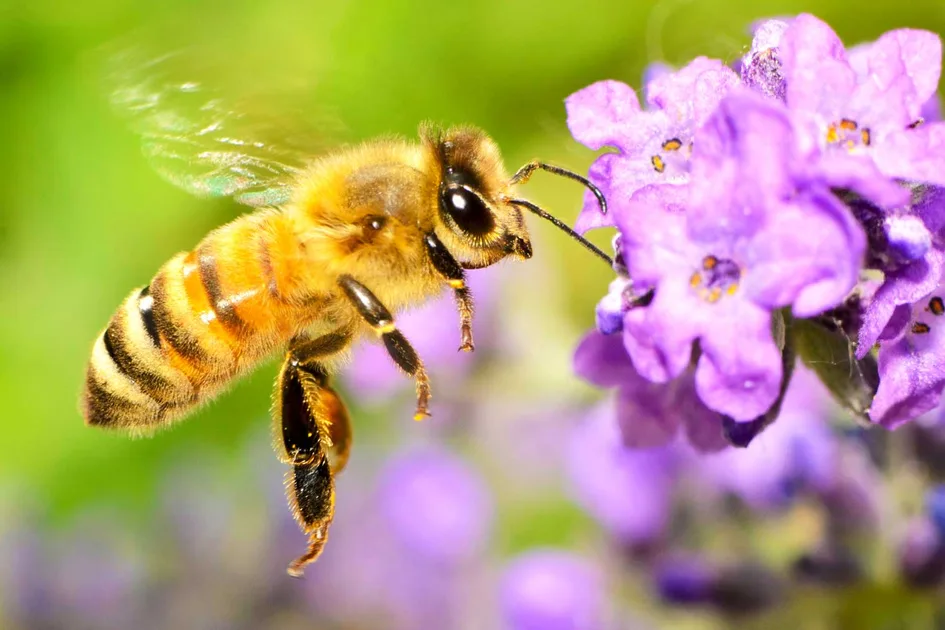 EP 10 (part 2): Bringing bees back to city spaces