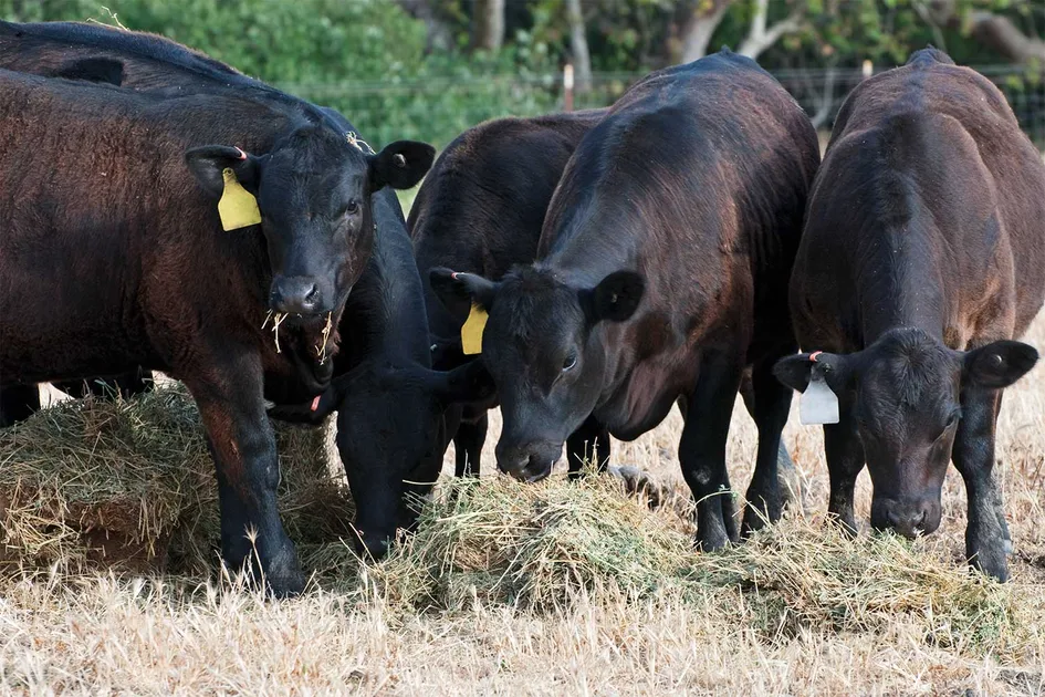 Everything to Know About Pasture-Raised Beef