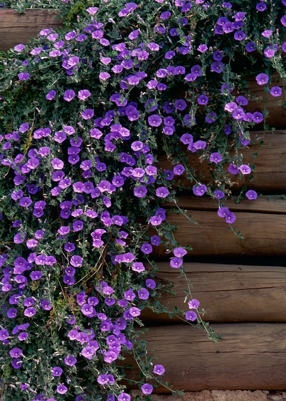 Cascading plants | Home Beautiful