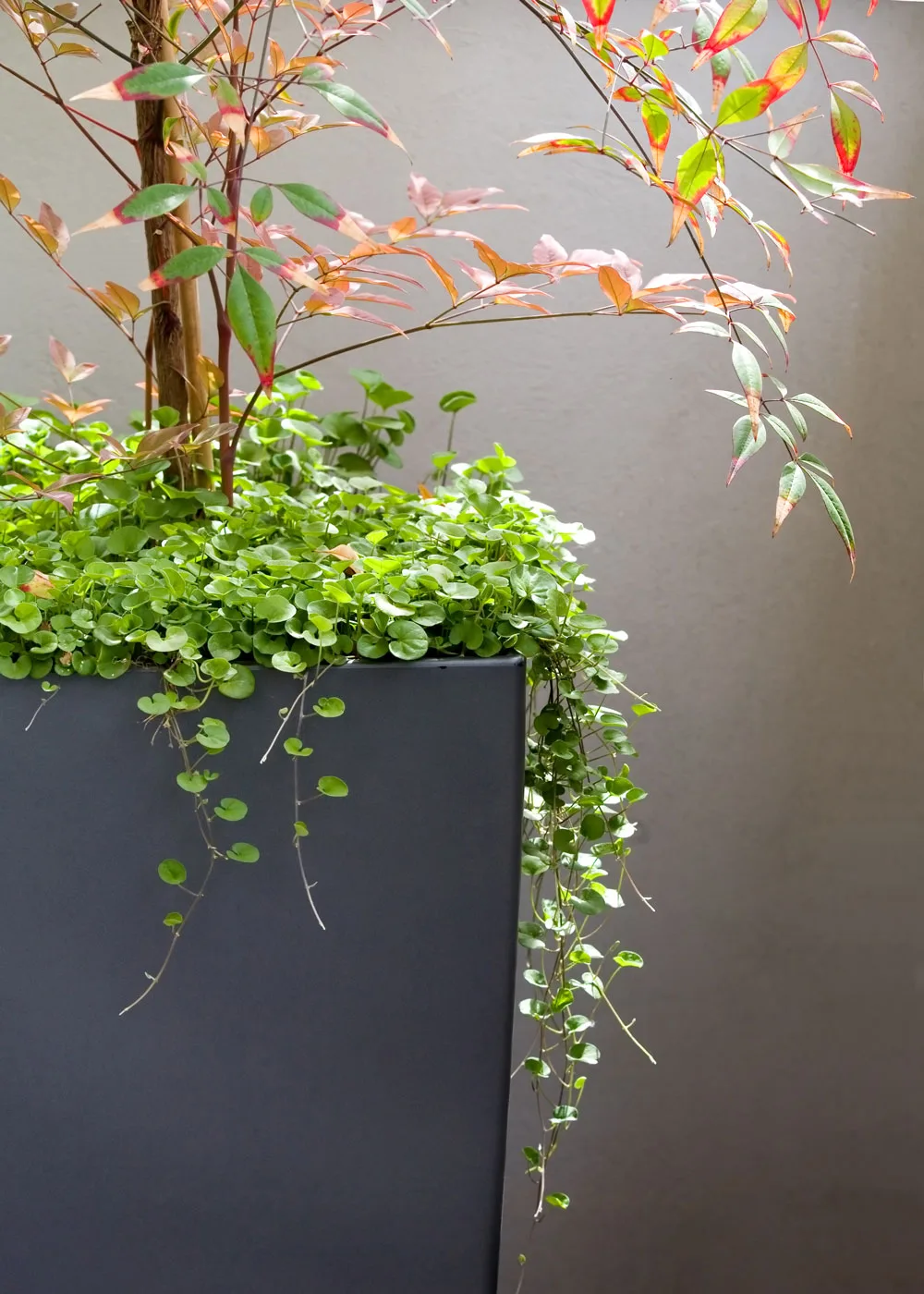 Cascading plants | Home Beautiful