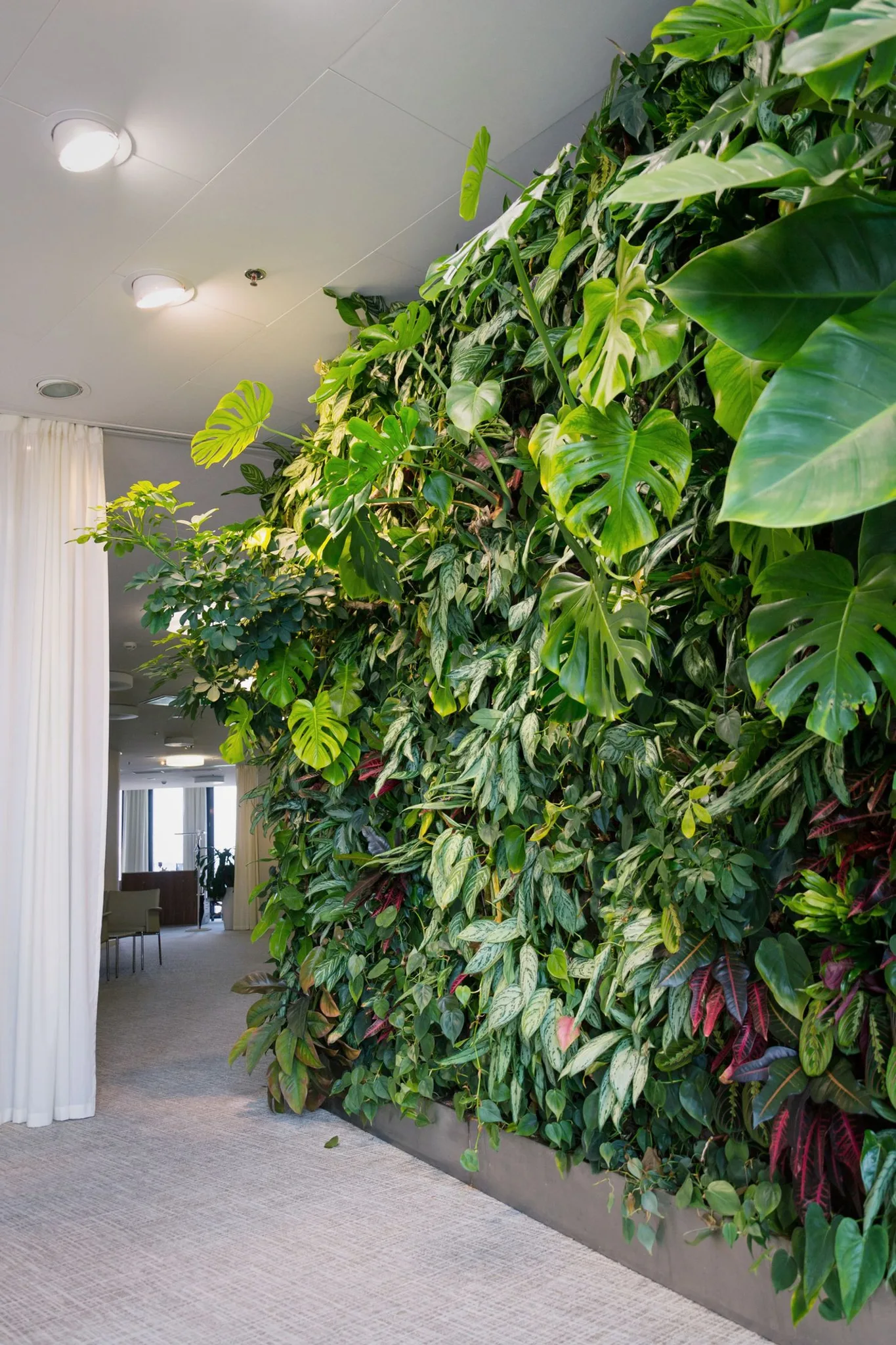 5 Reasons Every Home Needs a Beautiful Green Wall