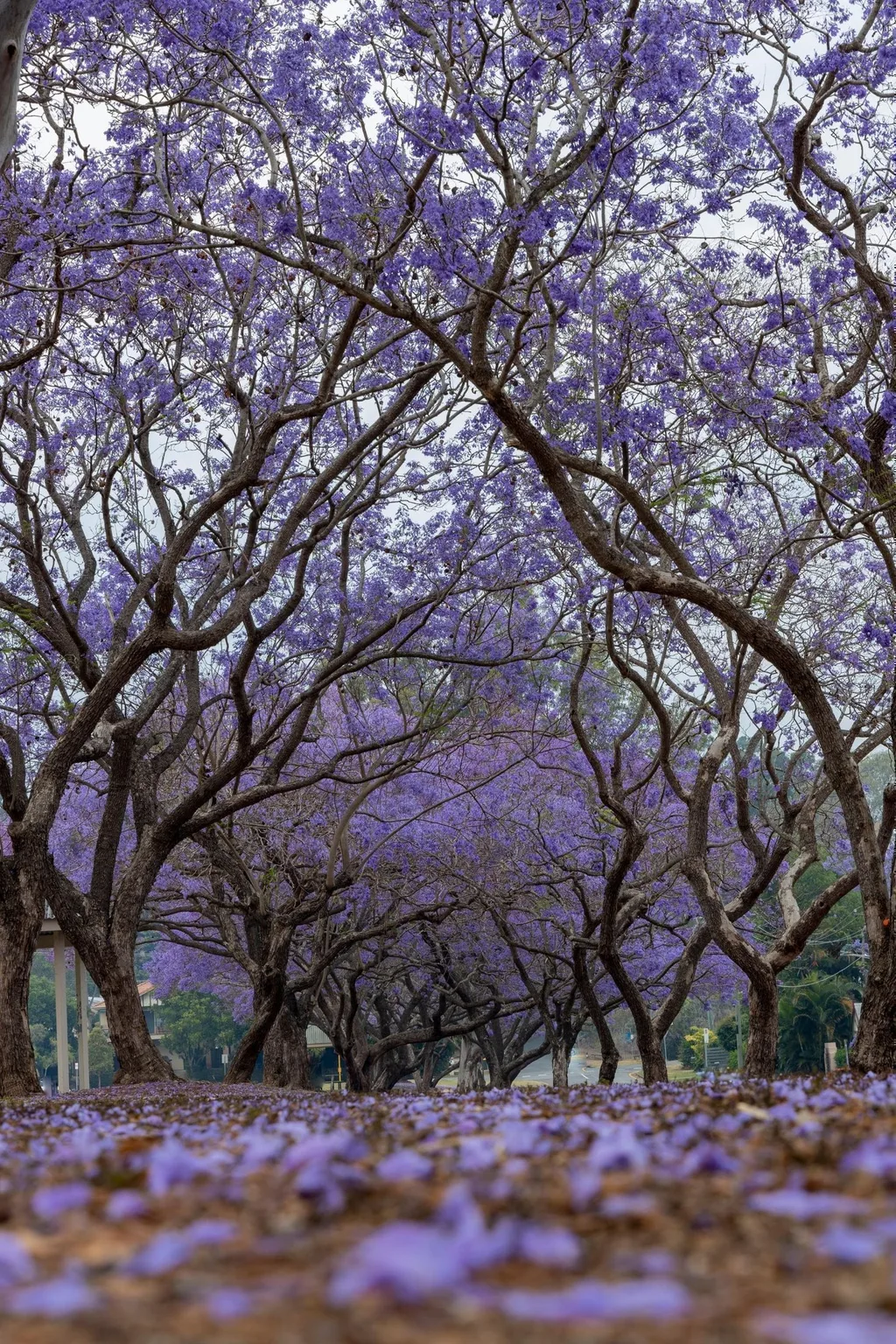 Where to See Jacaranda Trees Blooming in Australia