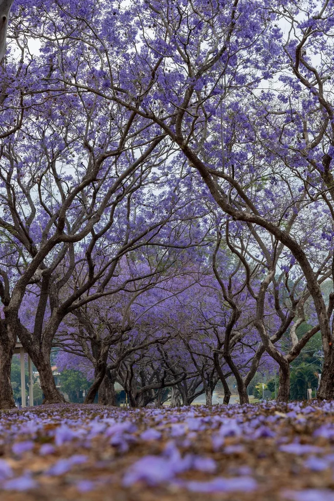 Where to See Jacaranda Trees Blooming in Australia