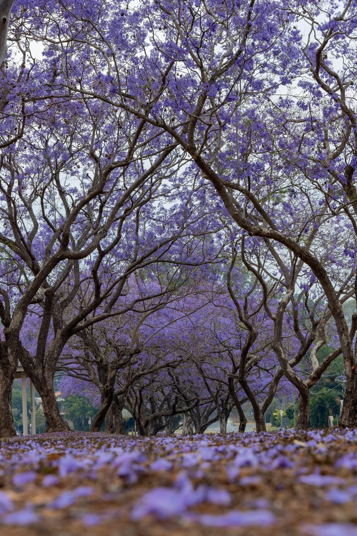 Where to See Jacaranda Trees Blooming in Australia