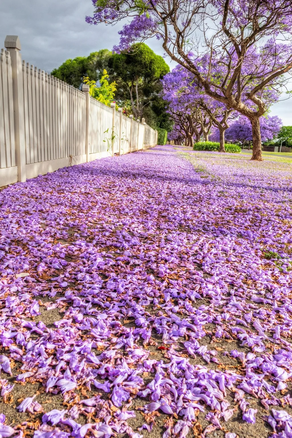 Where to See Jacaranda Trees Blooming in Australia
