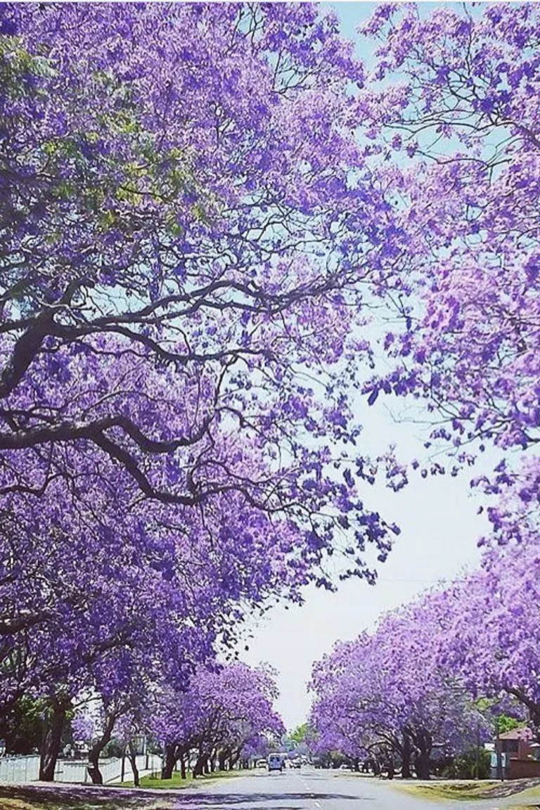 Where to See Jacaranda Trees Blooming in Australia