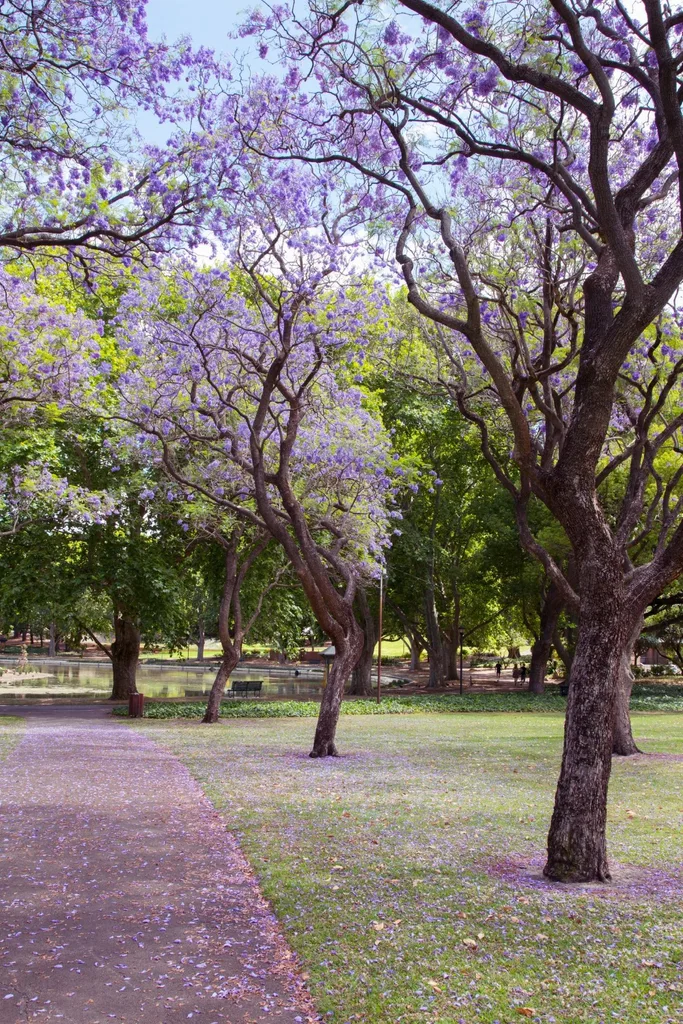 Where to See Jacaranda Trees Blooming in Australia