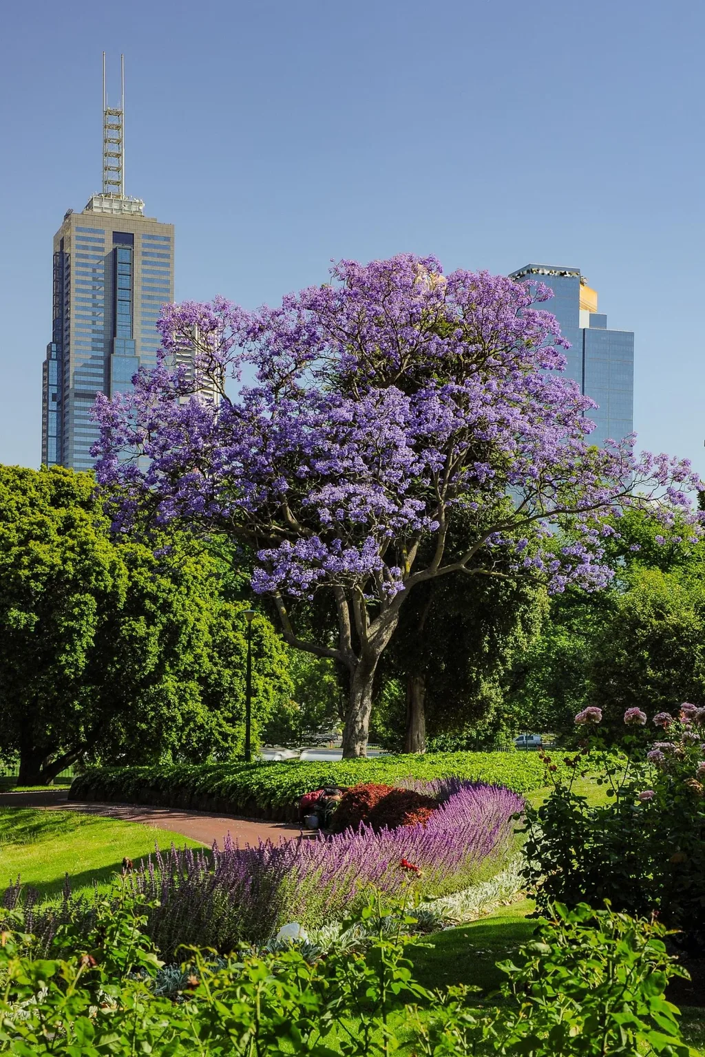 Where to See Jacaranda Trees Blooming in Australia