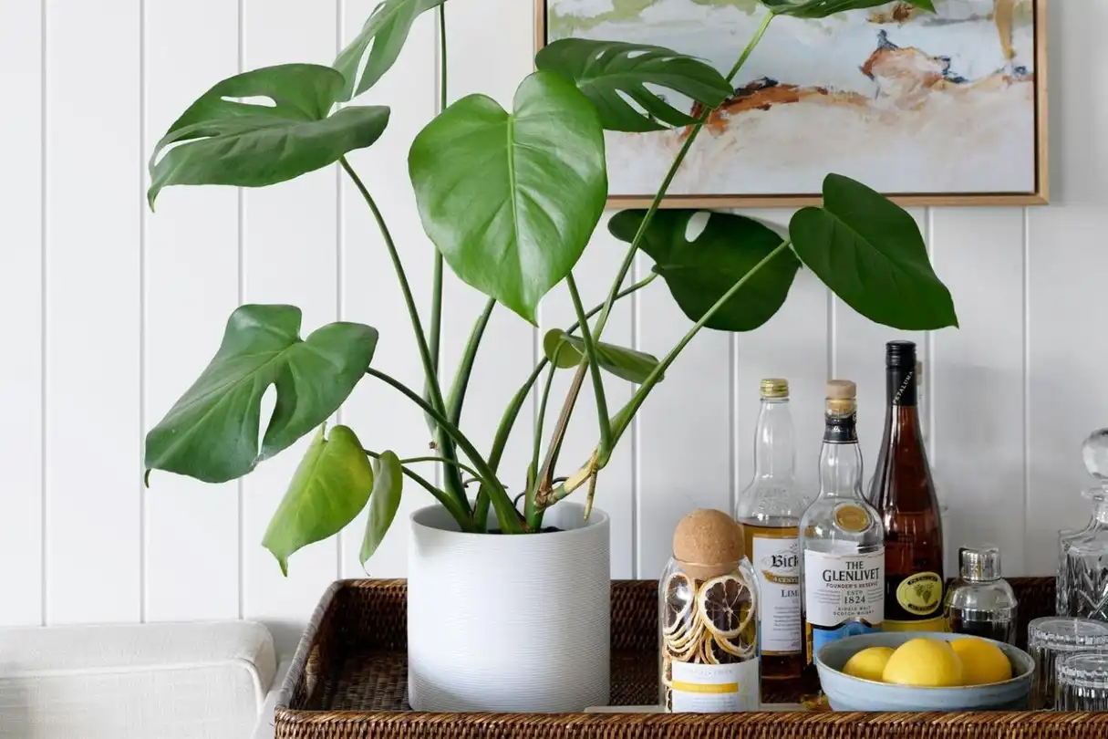 9 Beautiful And Easy To Care For Indoor Plants