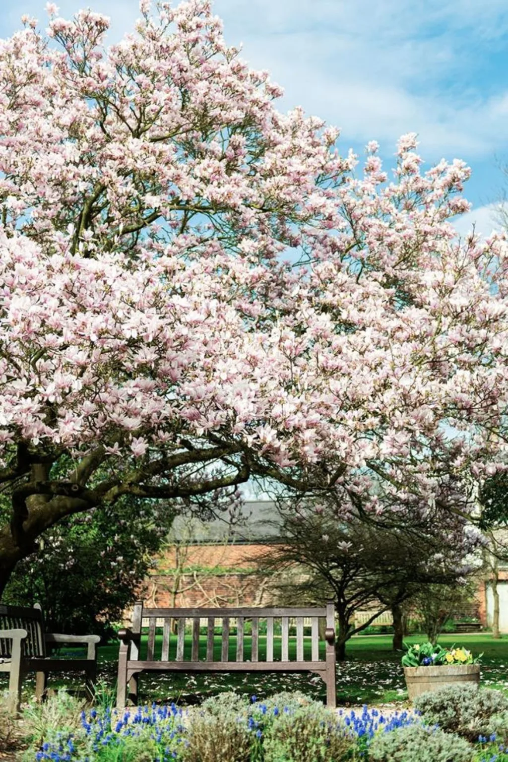 5 Inspiring Magnolia Tree Ideas for Your Garden