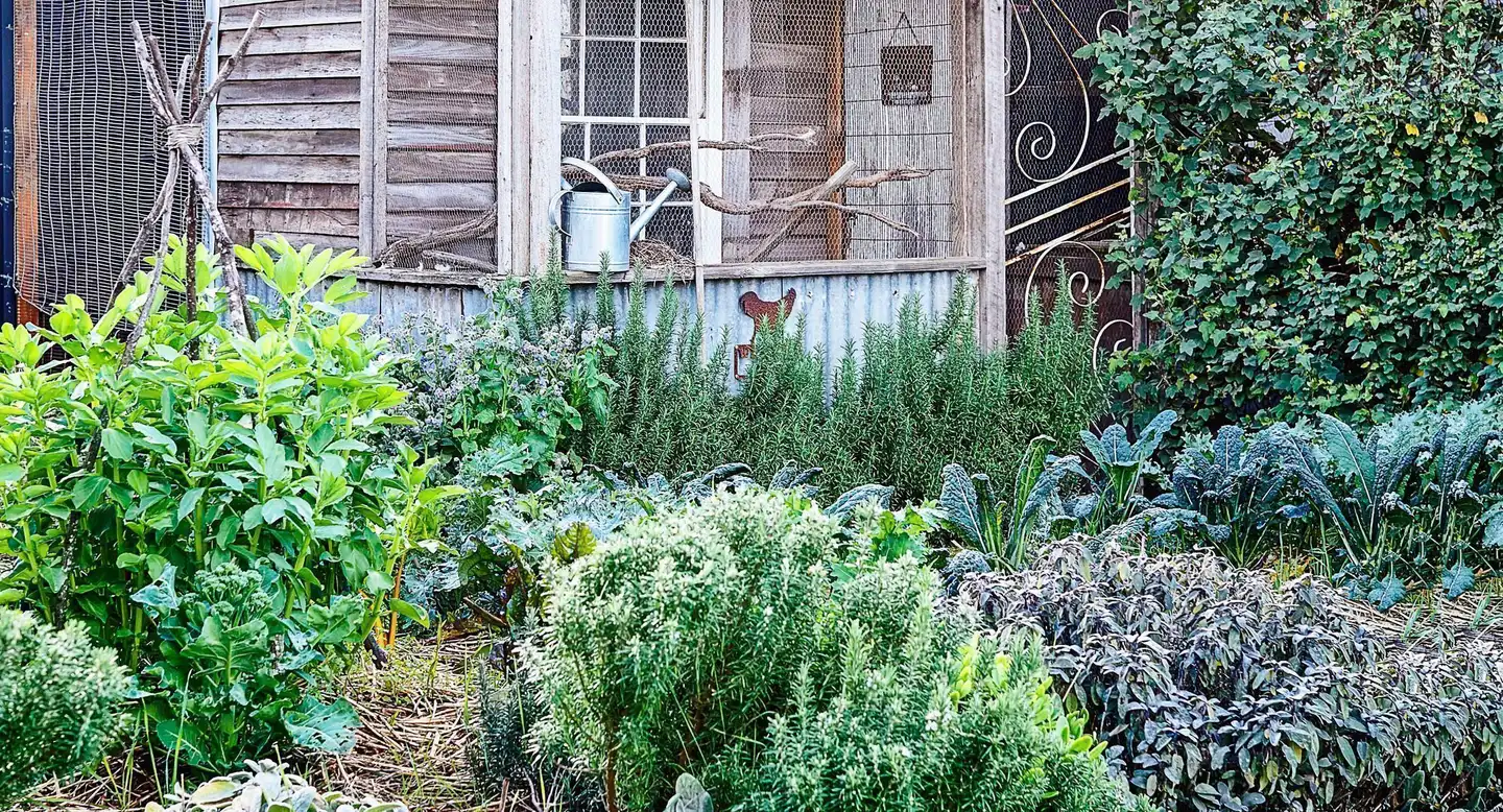 How to grow your own herb garden: a beginner's guide | Home Beautiful