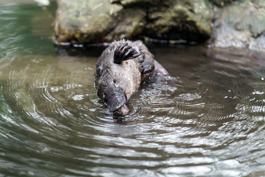 Pete Walsh: The Accidental Conservationist