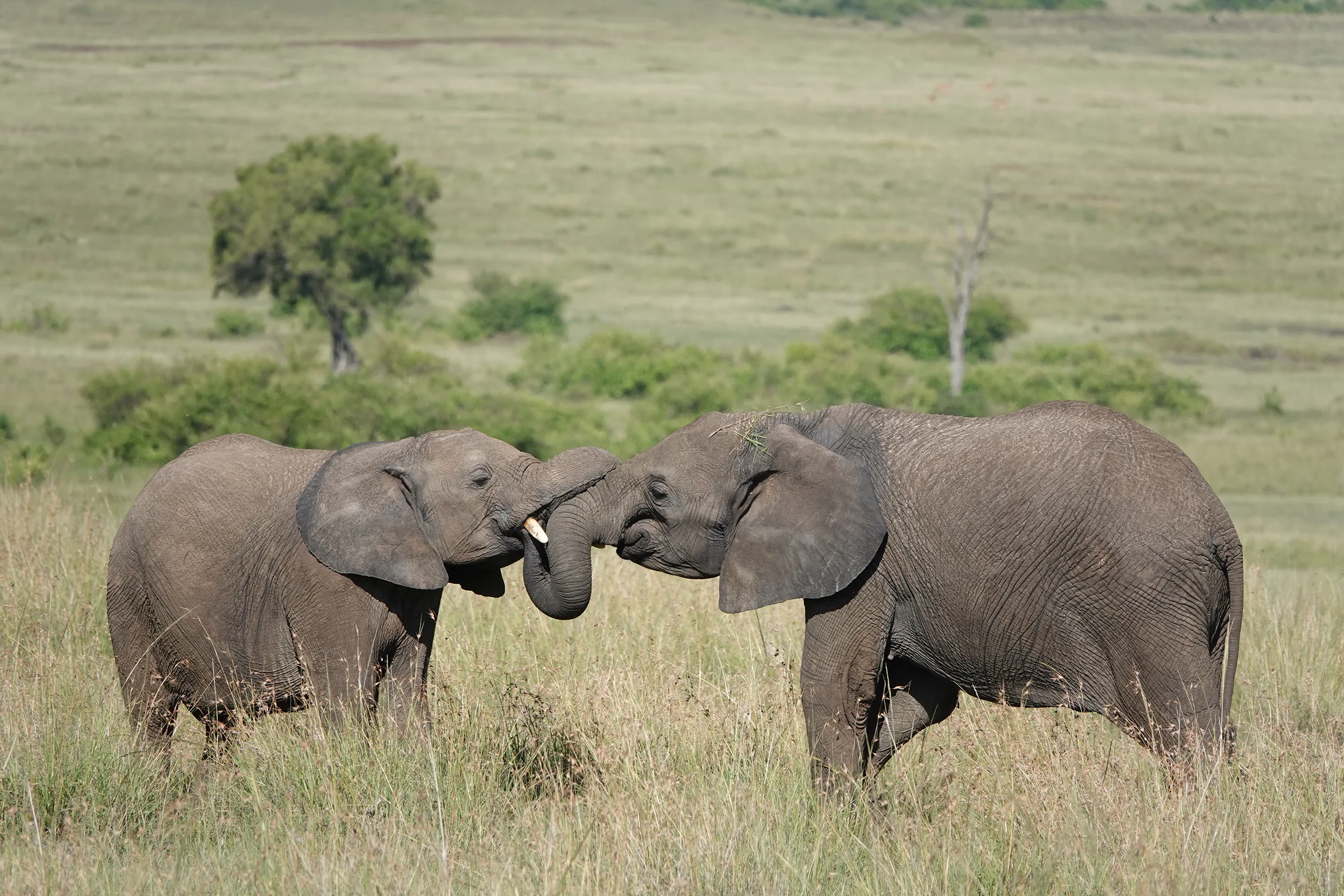 Jan Latta shares her journey to wildlife photographer | AWW
