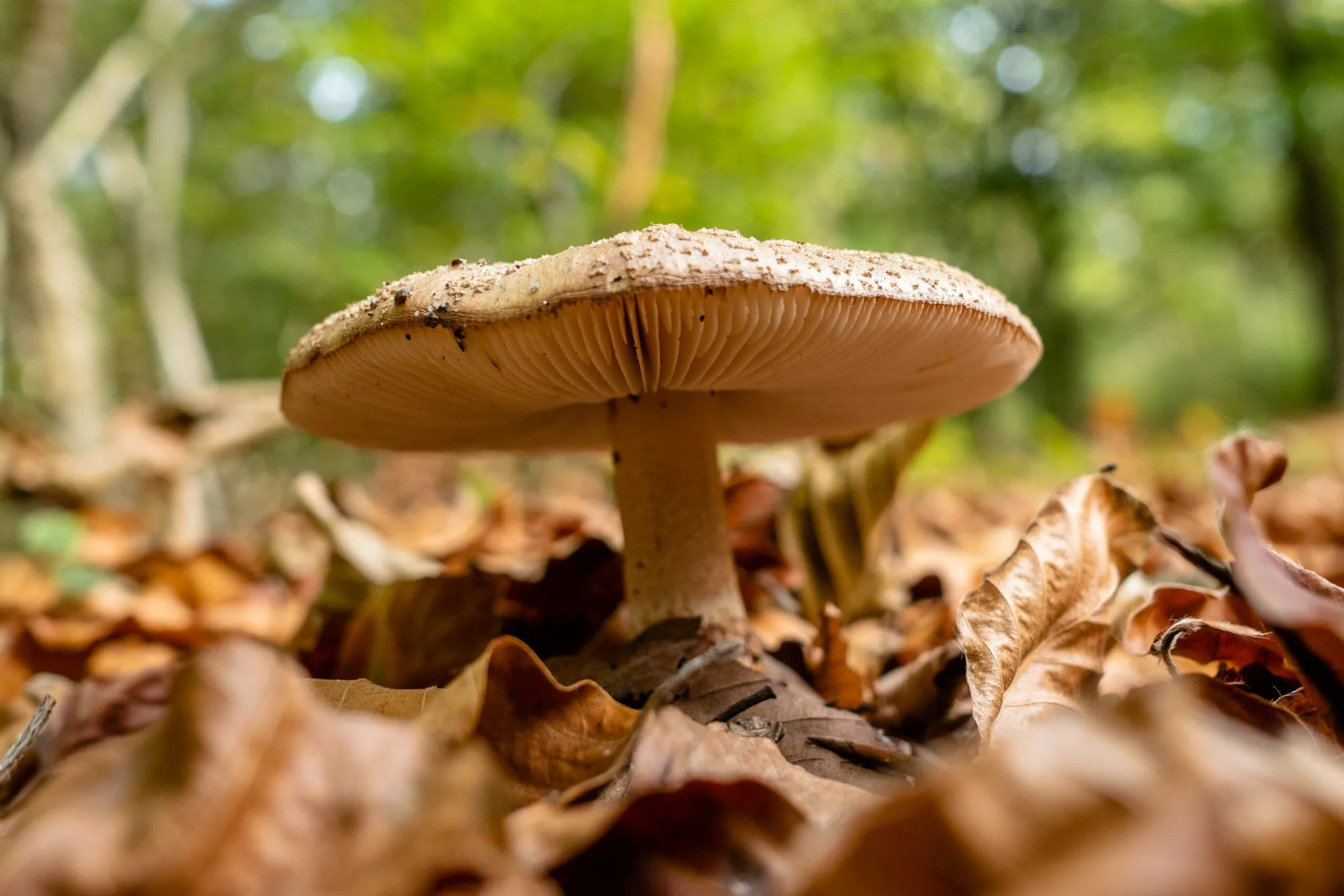 Mushroom poisoning: What to look out for and what to do | AWW