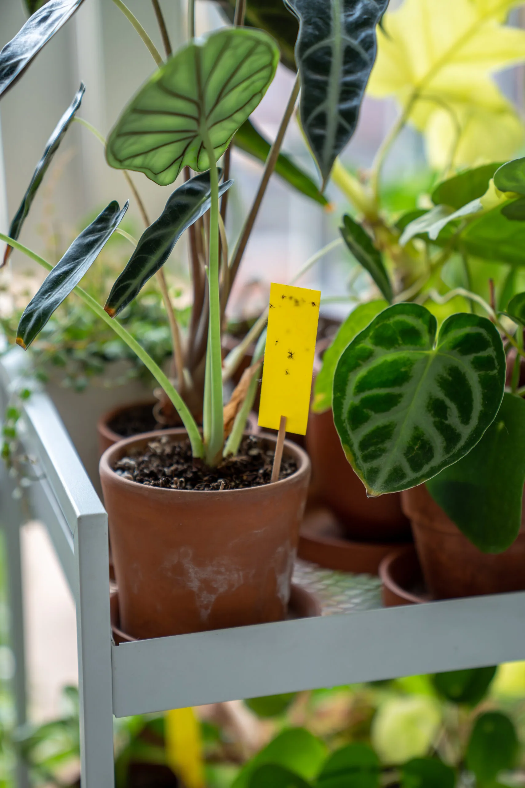 What are gnats, and how do I get rid of them? | AWW