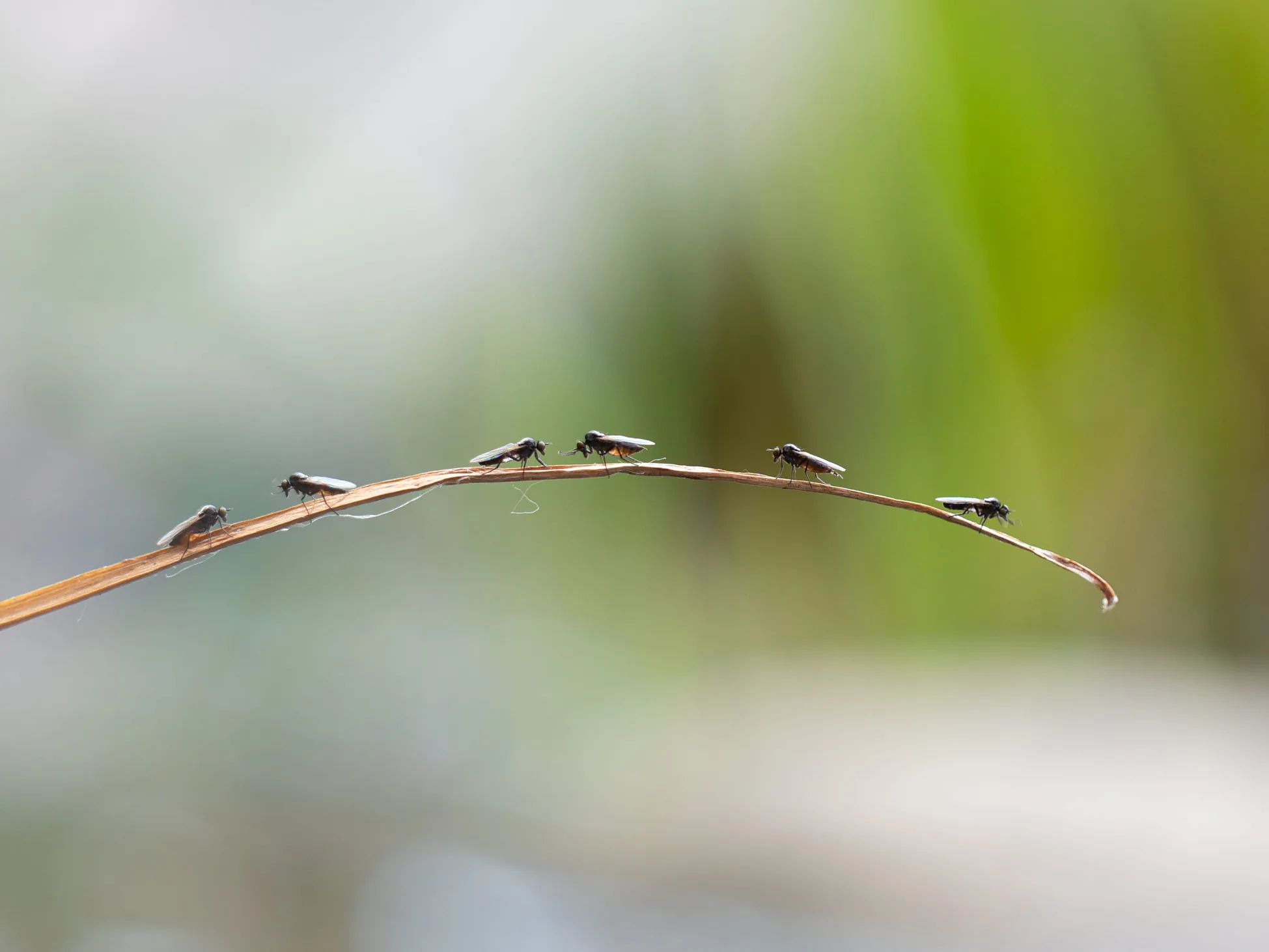 What are gnats, and how do I get rid of them? | AWW