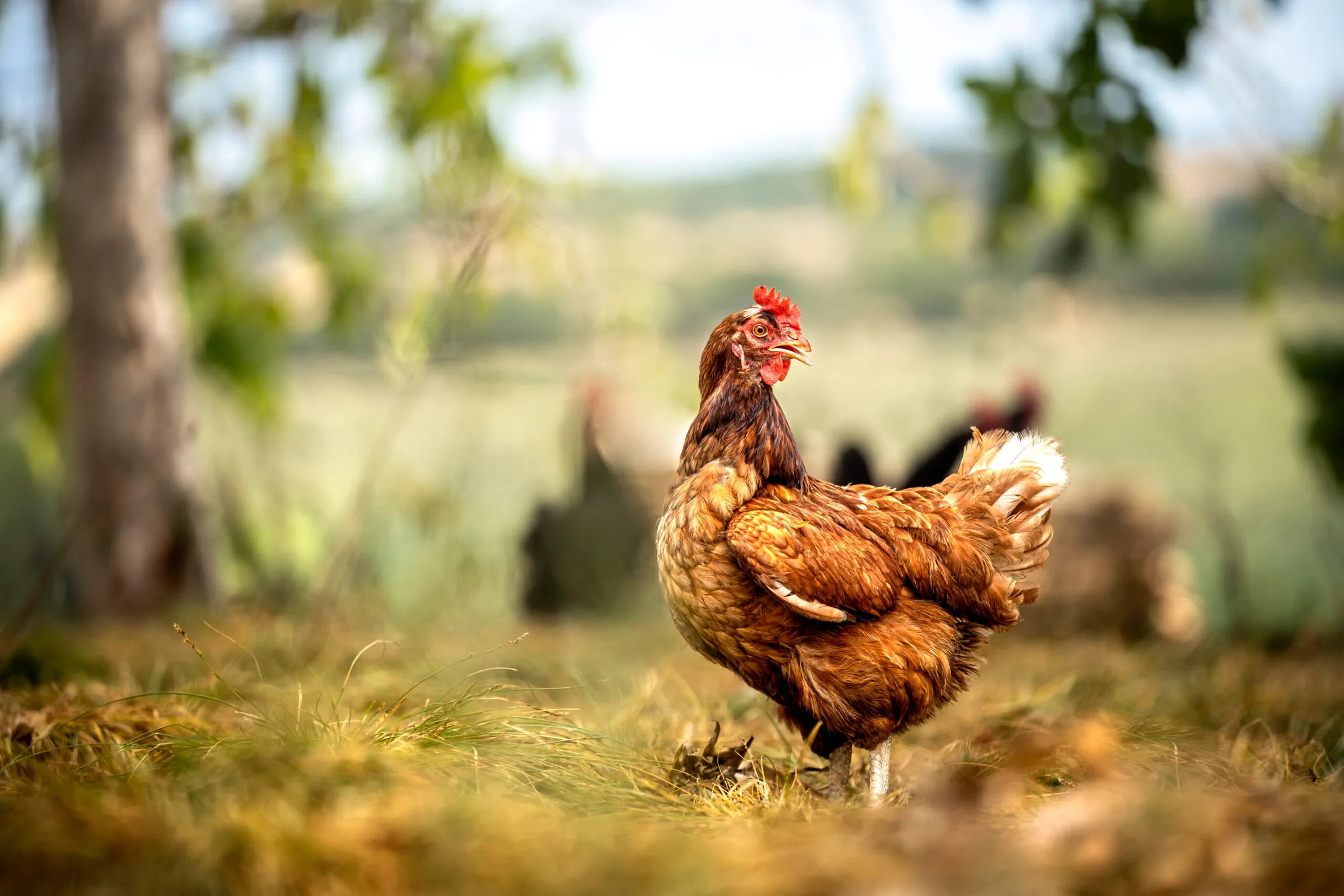 Egg shortage Australia: What you need to know | AWW